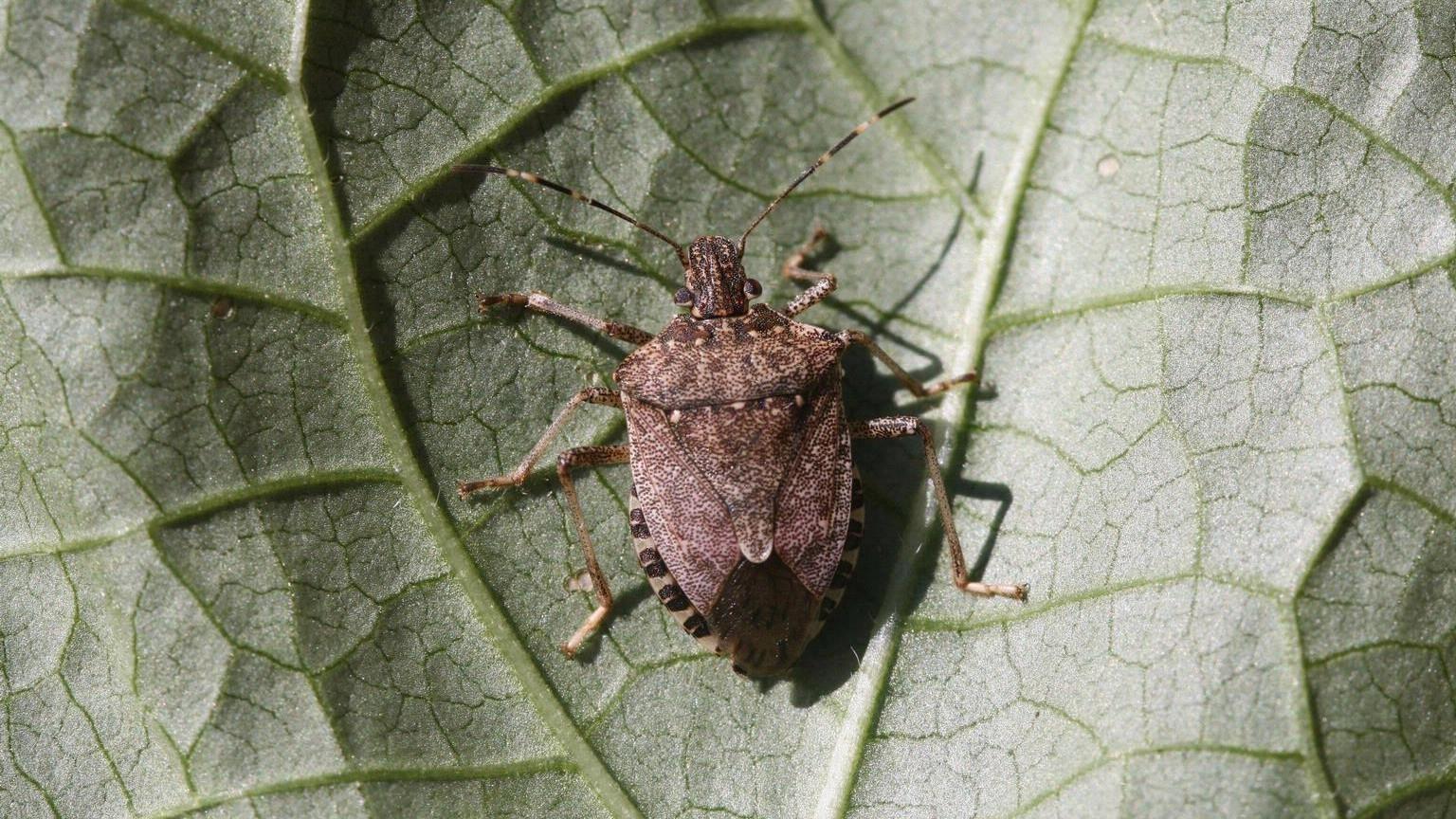 Tips for Dealing With Brown Marmorated Stink Bugs | University of Maryland Extension