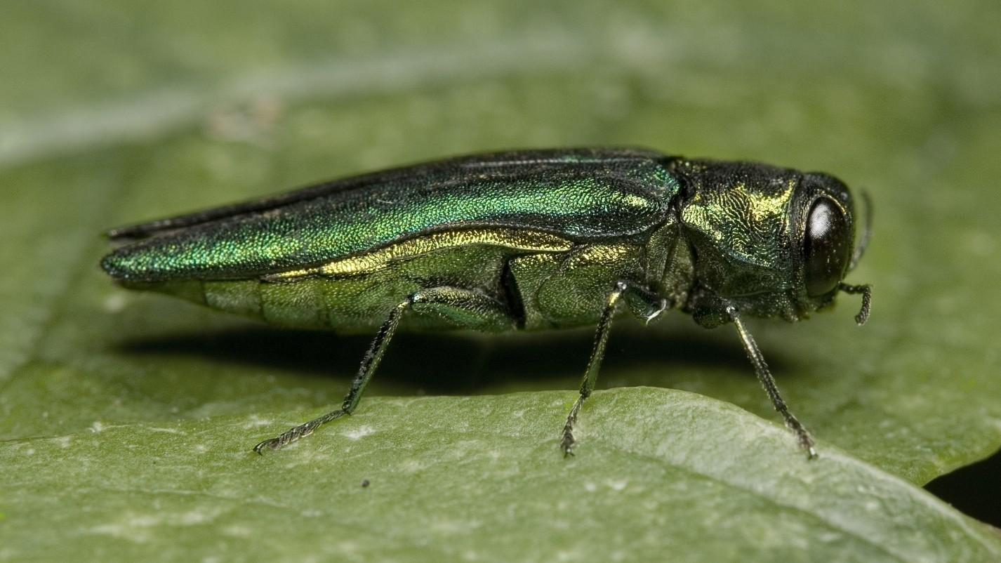 Emerald Ash Borer (EAB) | University of Maryland Extension