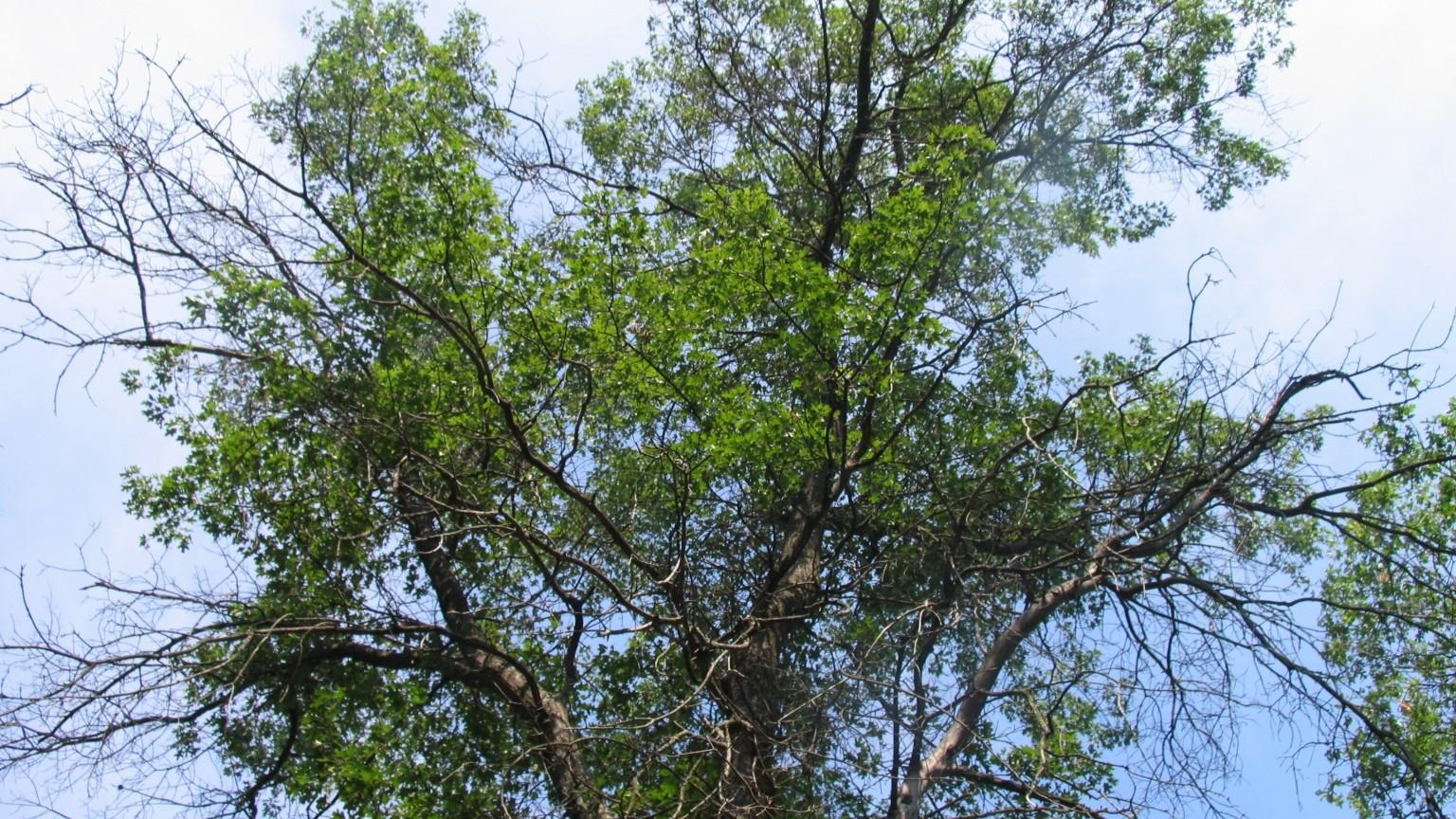 Why Oak Trees are Declining or Dying | University of Maryland Extension