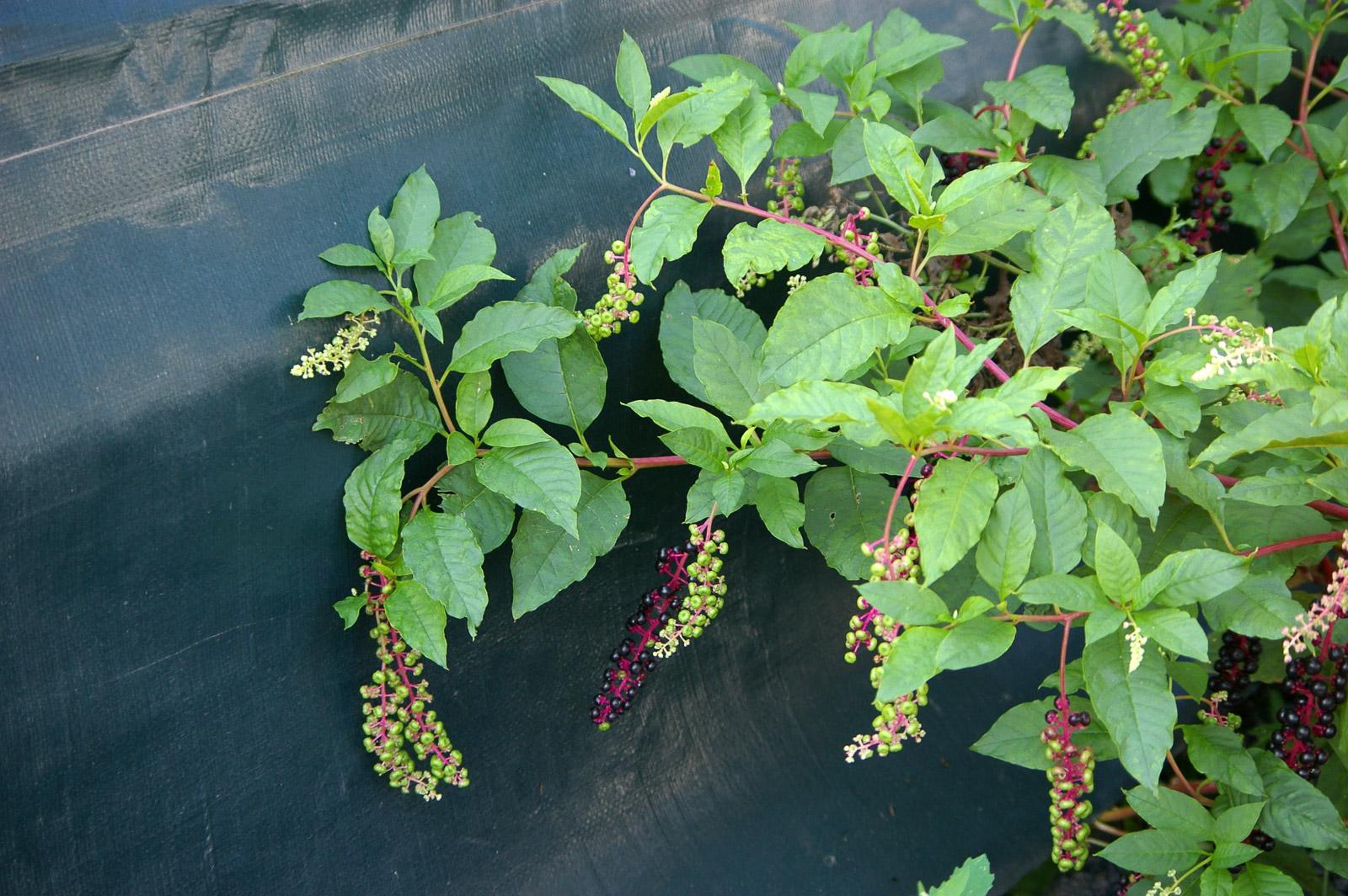 Summer Weeds | University of Maryland Extension