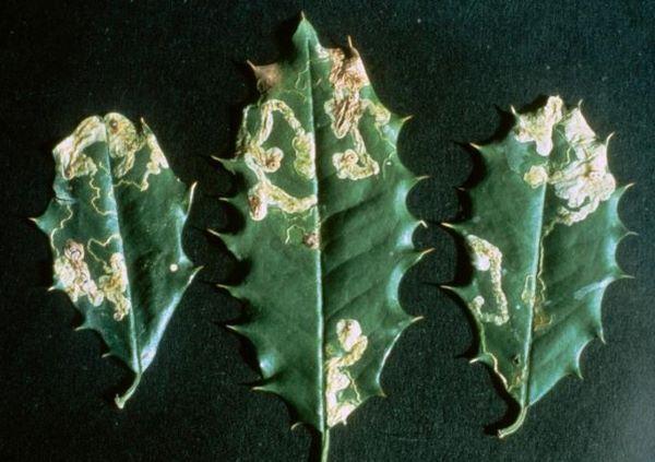 Leafminers on Ornamental Plants | University of Maryland Extension