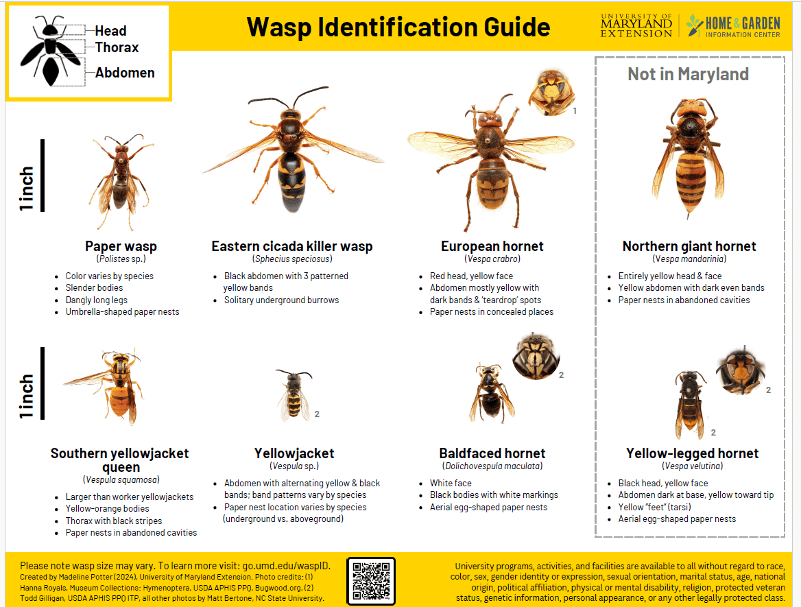 Social Wasps: Yellowjackets, Hornets, and Paper Wasps | University of Maryland Extension
