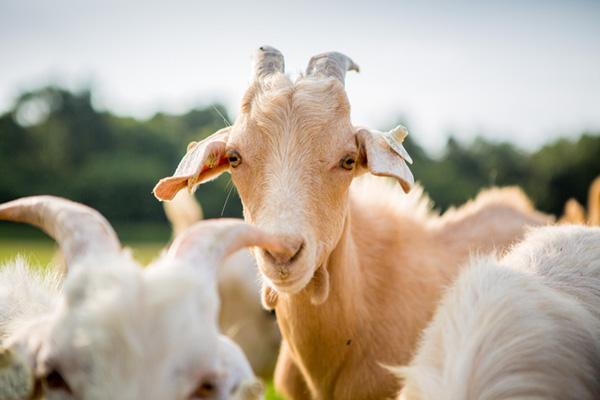 Sheep and Goat Resources for Beginning Farmers | University of Maryland ...