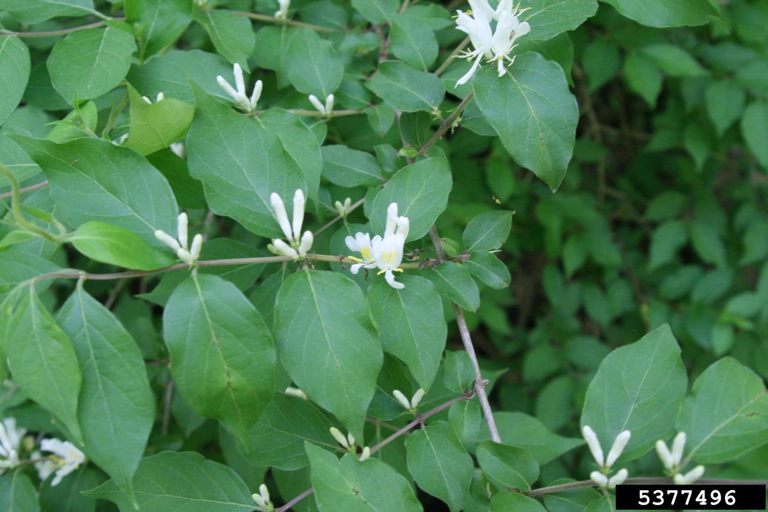 Exotic Bush Honeysuckles | University of Maryland Extension