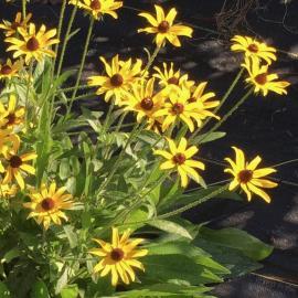 Recommended Native Plants for Maryland | University of Maryland Extension