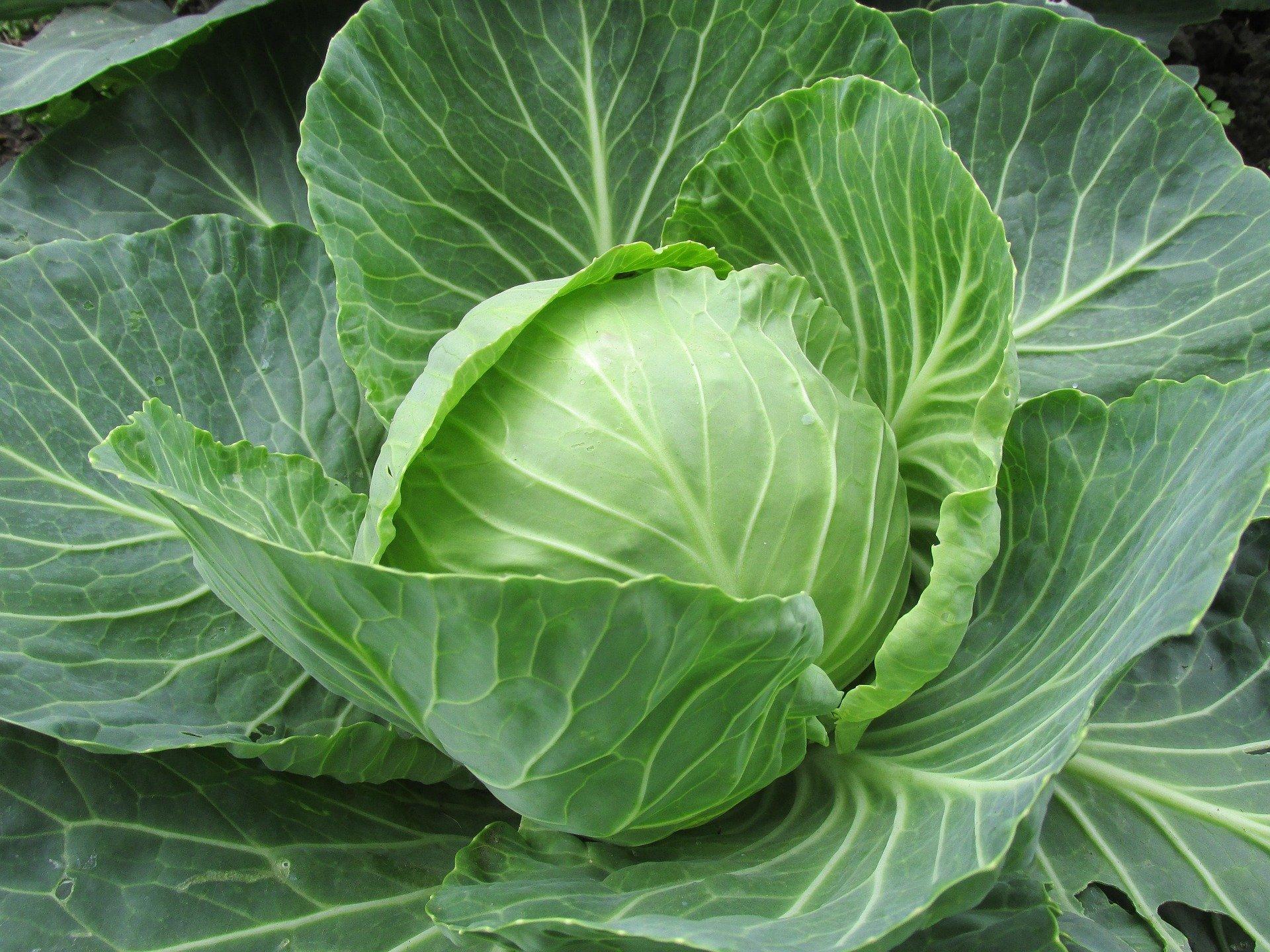 Growing Cabbage in a Home Garden | University of Maryland Extension