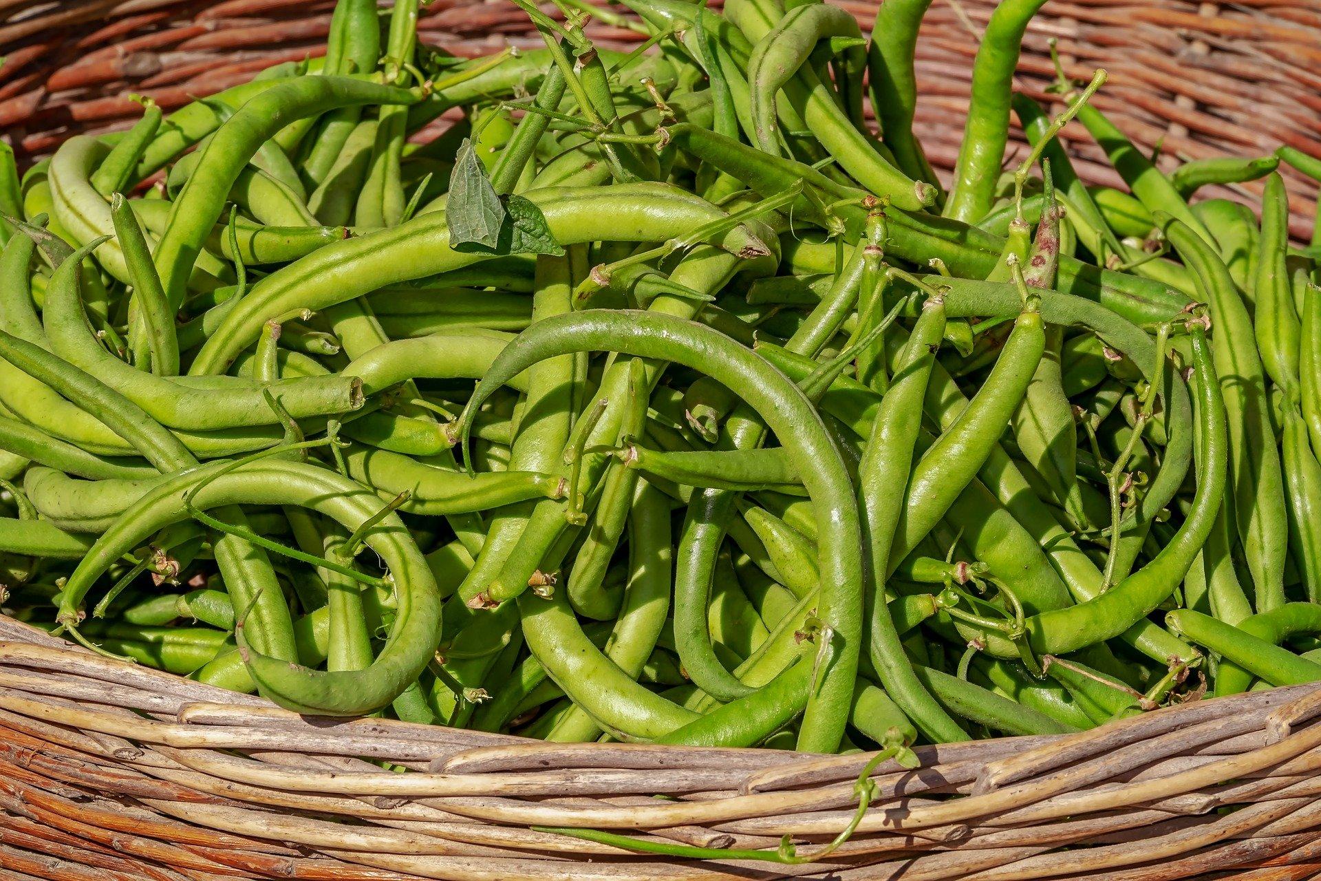 Growing Beans in a Home Garden | University of Maryland Extension