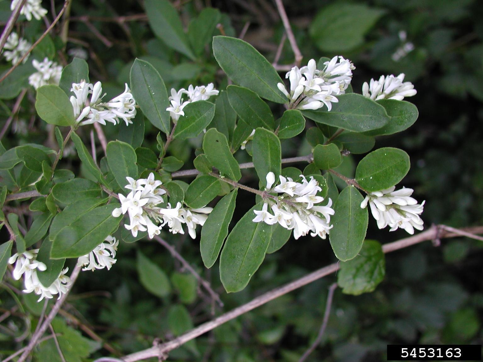 Invasive Plants | University of Maryland Extension