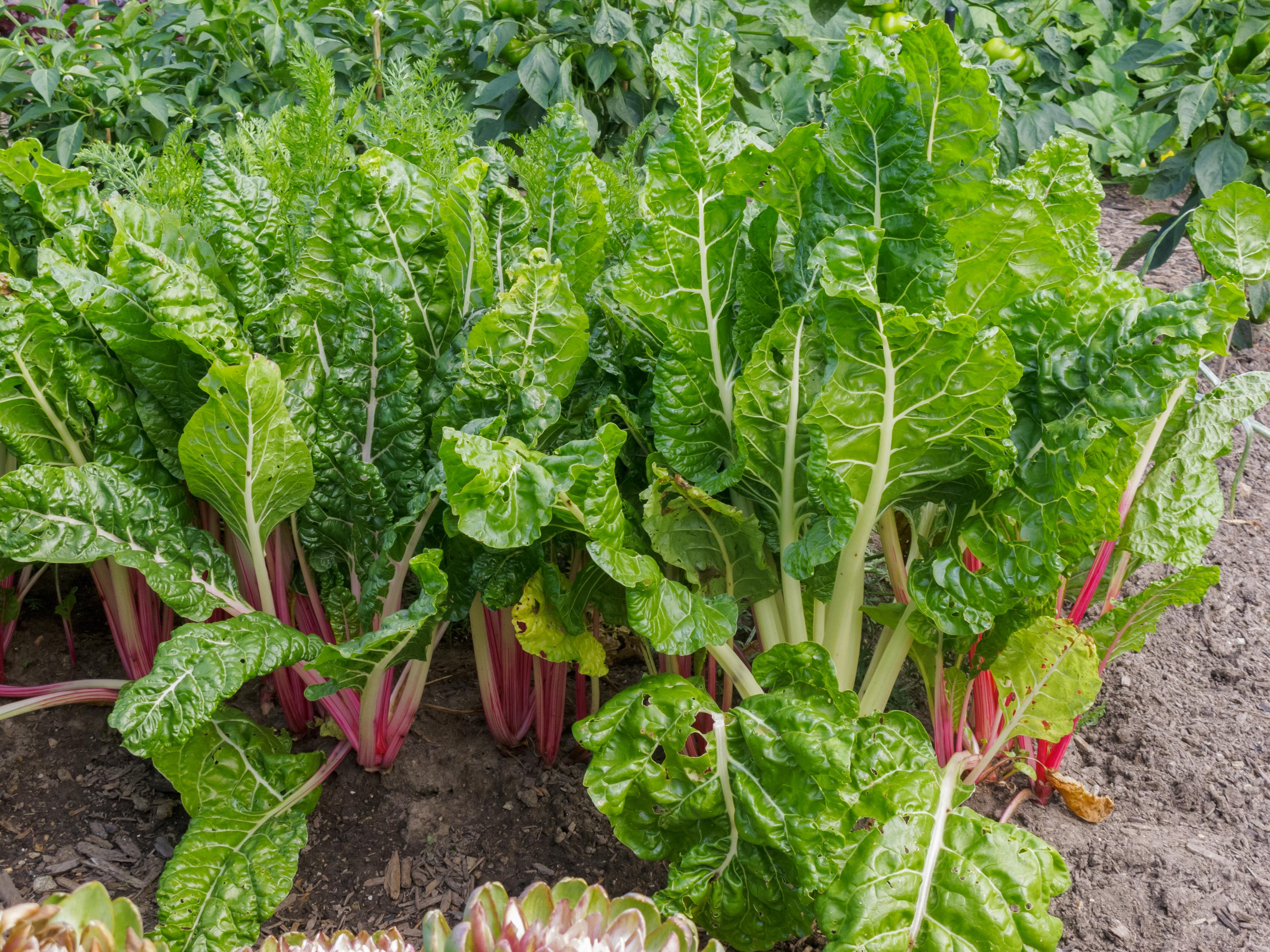 Growing Swiss Chard in a Home Garden | University of Maryland Extension
