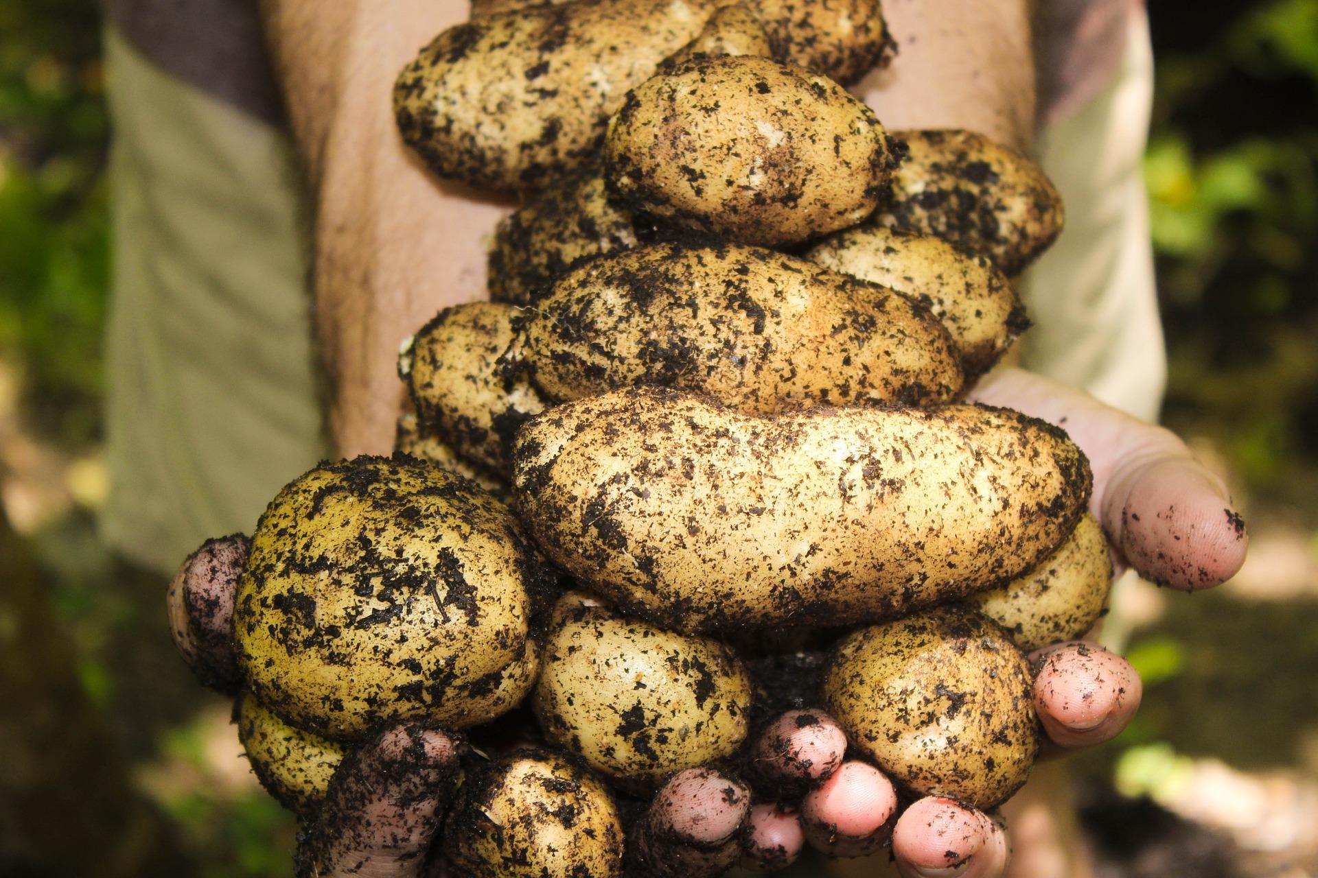 Growing Potatoes in a Home Garden | University of Maryland Extension