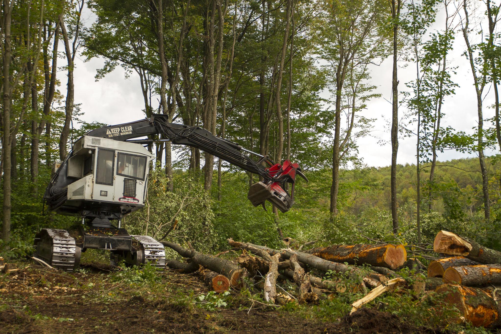 Stewardship Planning: Timber Harvesting Best Practices | University of ...