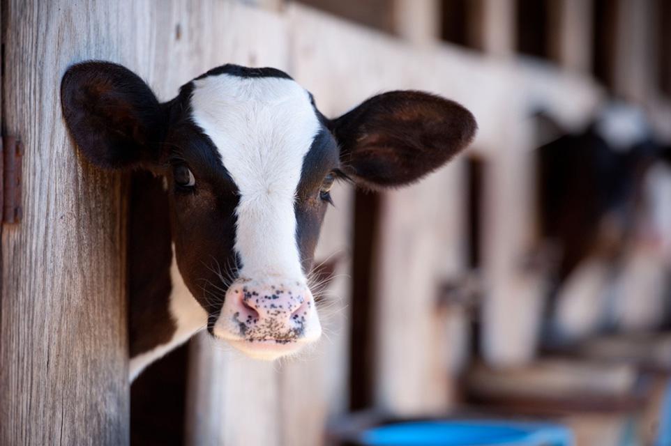 Managing Heifer Inventory on the Dairy | University of Maryland Extension