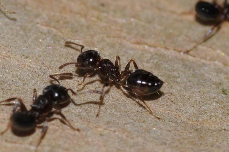Ants - Indoor Insects | University of Maryland Extension