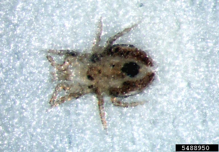 Bird Mites | University of Maryland Extension