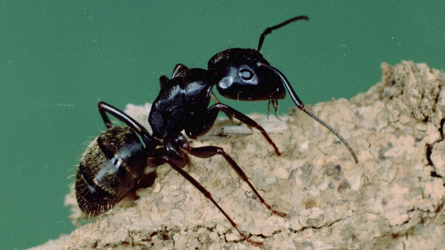 Carpenter Ants | University of Maryland Extension