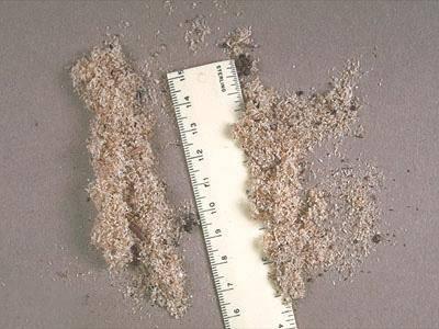 Carpenter Ants | University of Maryland Extension