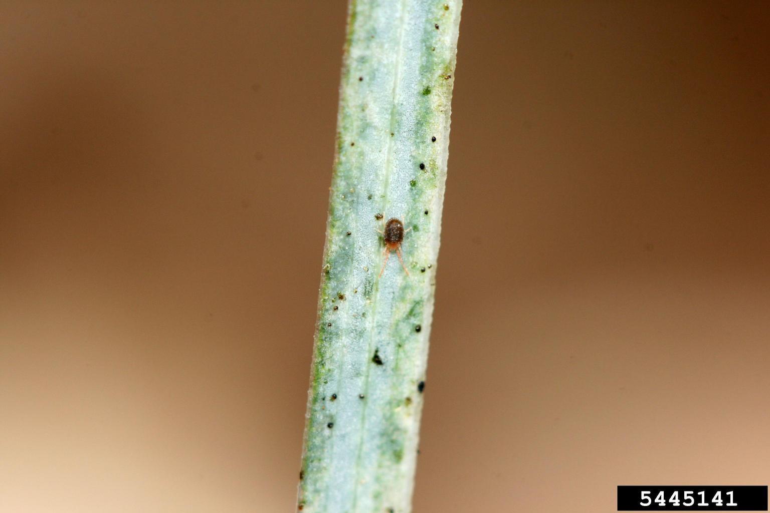 Clover Mites | University of Maryland Extension