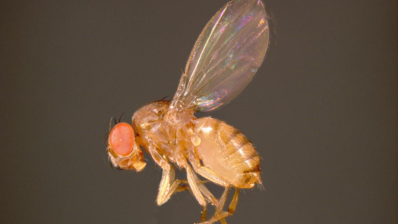 Fruit Flies | University of Maryland Extension