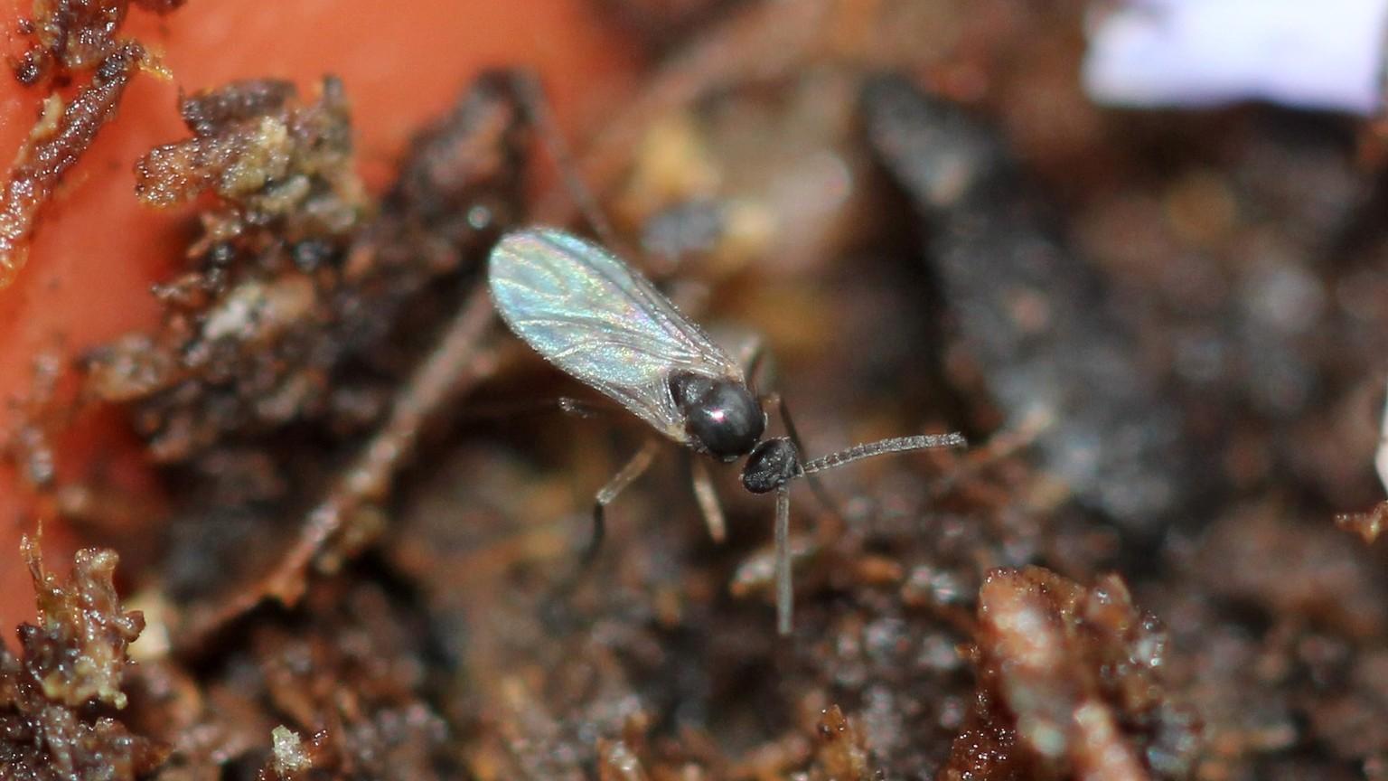 Fungus Gnats | University of Maryland Extension