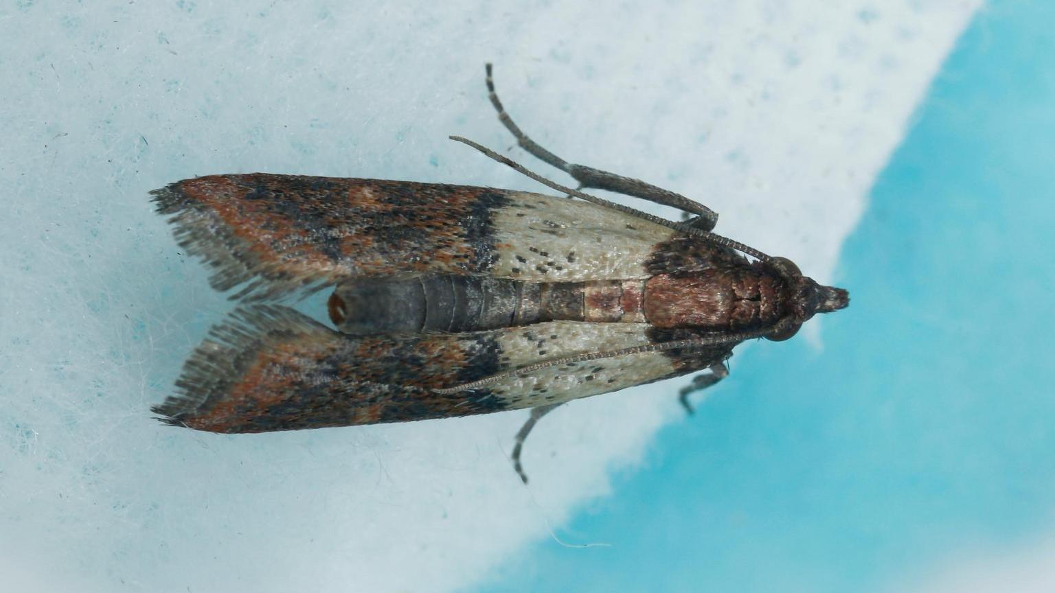 Indian Meal Moth | University of Maryland Extension