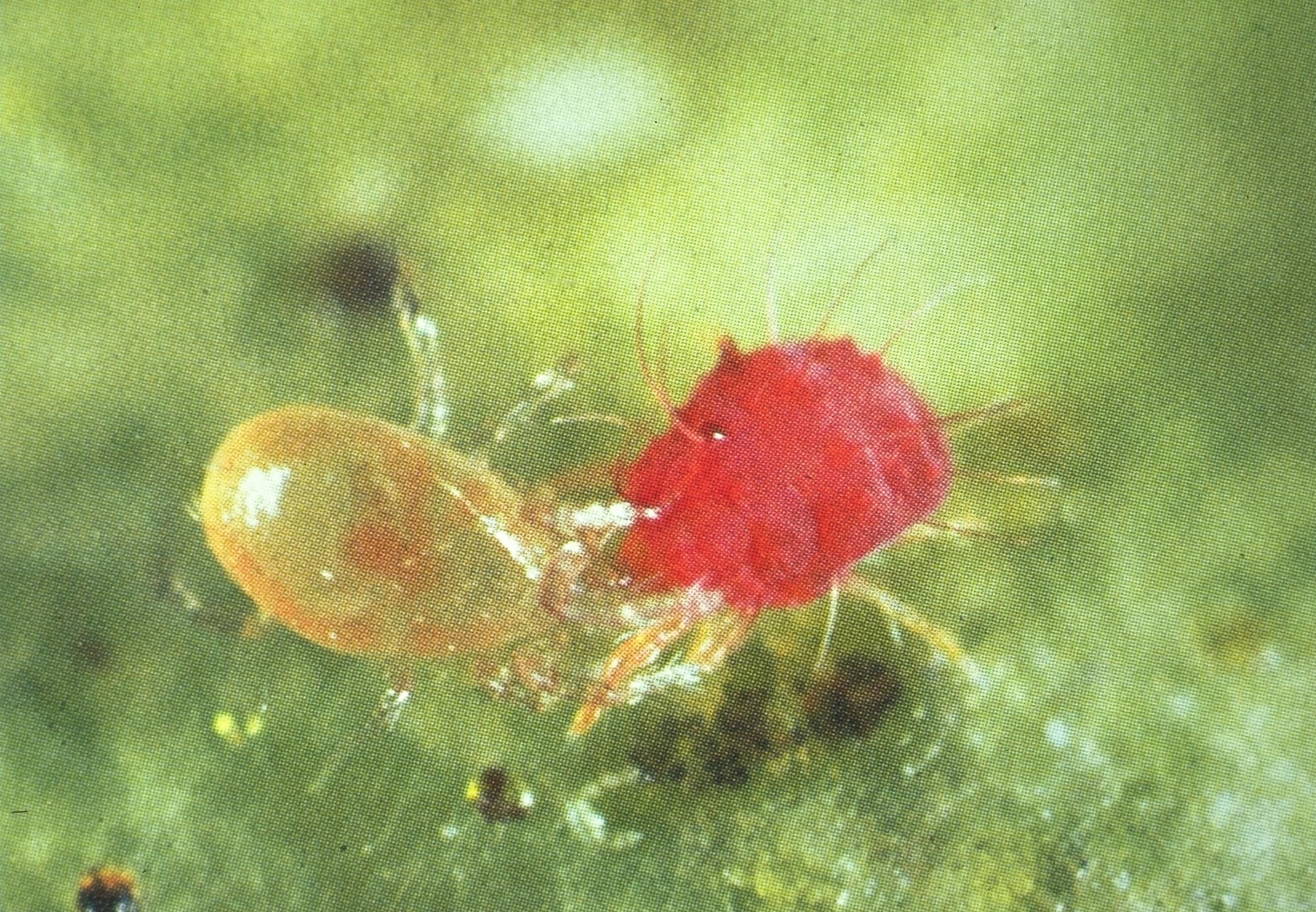 Predators | University of Maryland Extension