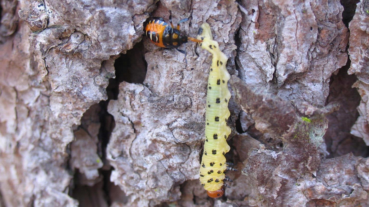 Predators | University of Maryland Extension