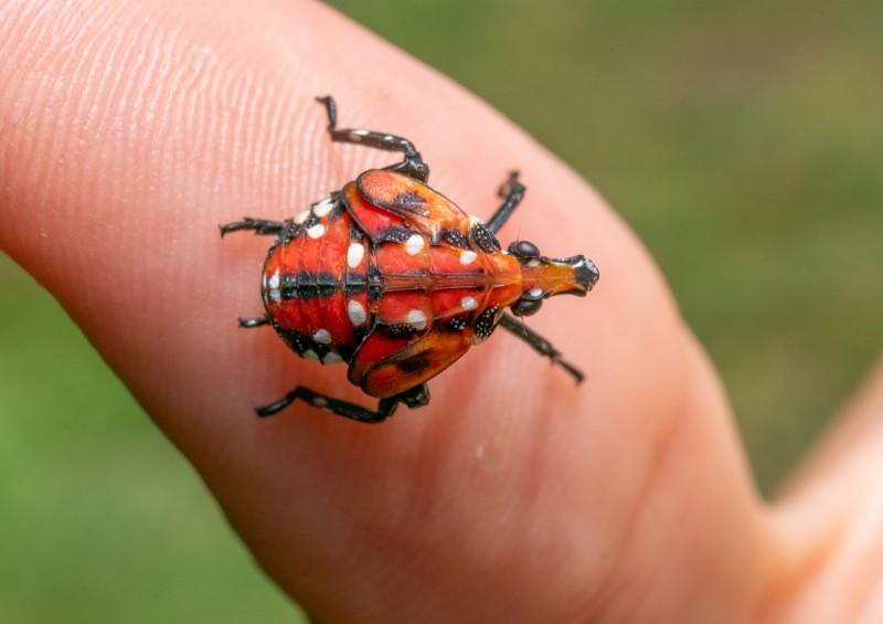 Spotted Lanternfly in Home Gardens | University of Maryland Extension
