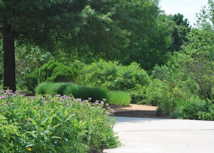 Why Include Native Plants in Your Garden? | University of Maryland ...