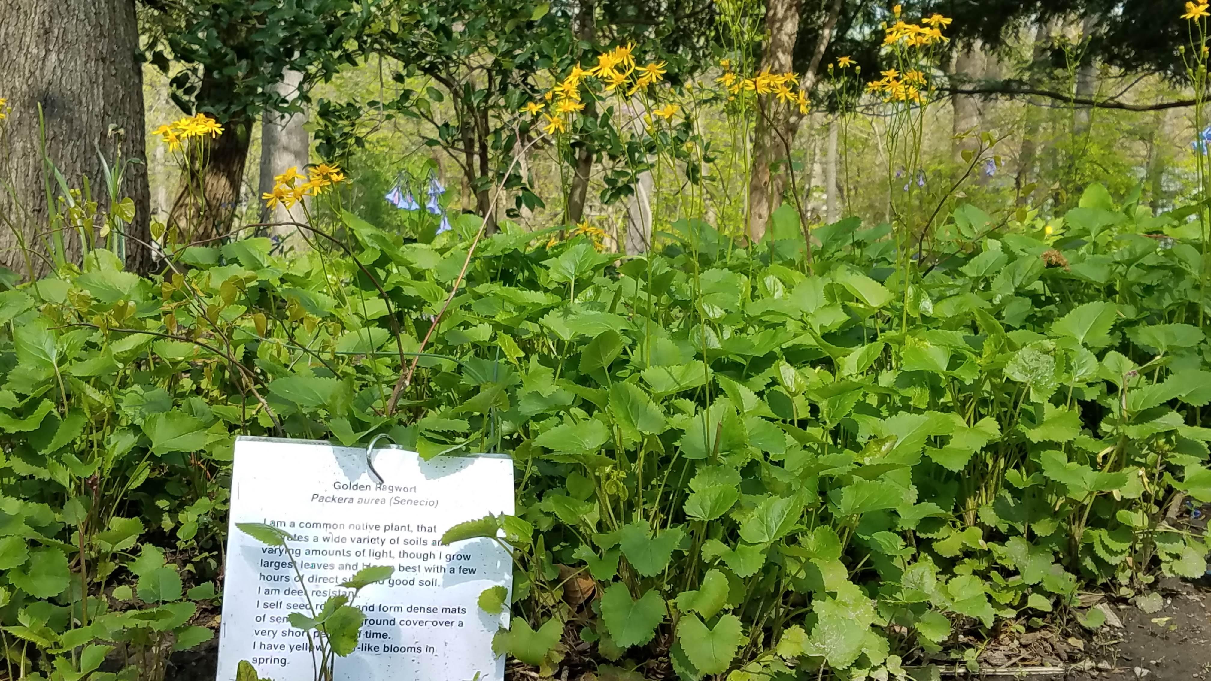 Native Groundcovers | University of Maryland Extension