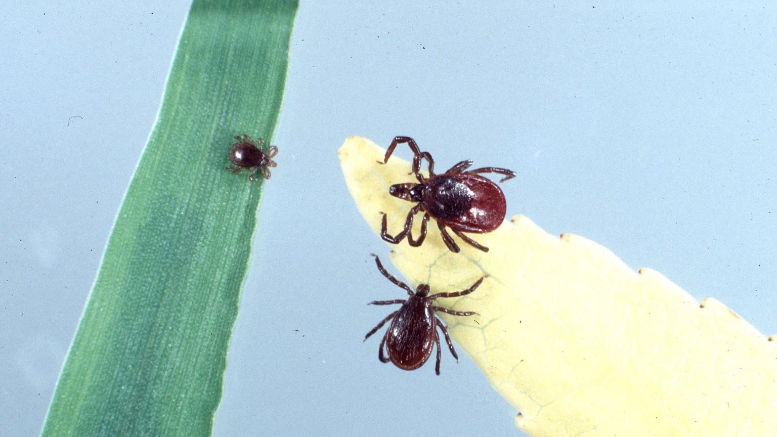 Ticks in Maryland | University of Maryland Extension