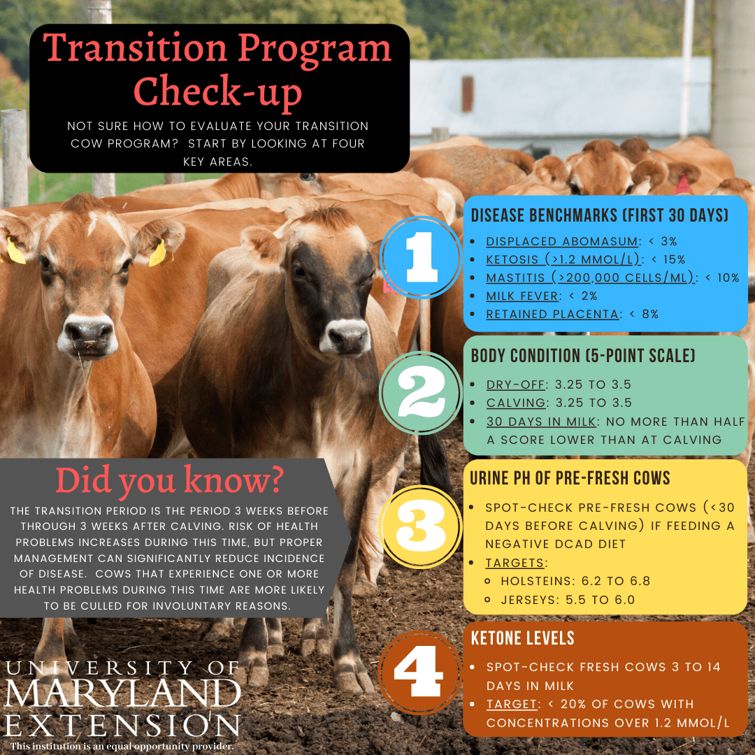 How to Evaluate the Transition Cow Program | University of Maryland ...