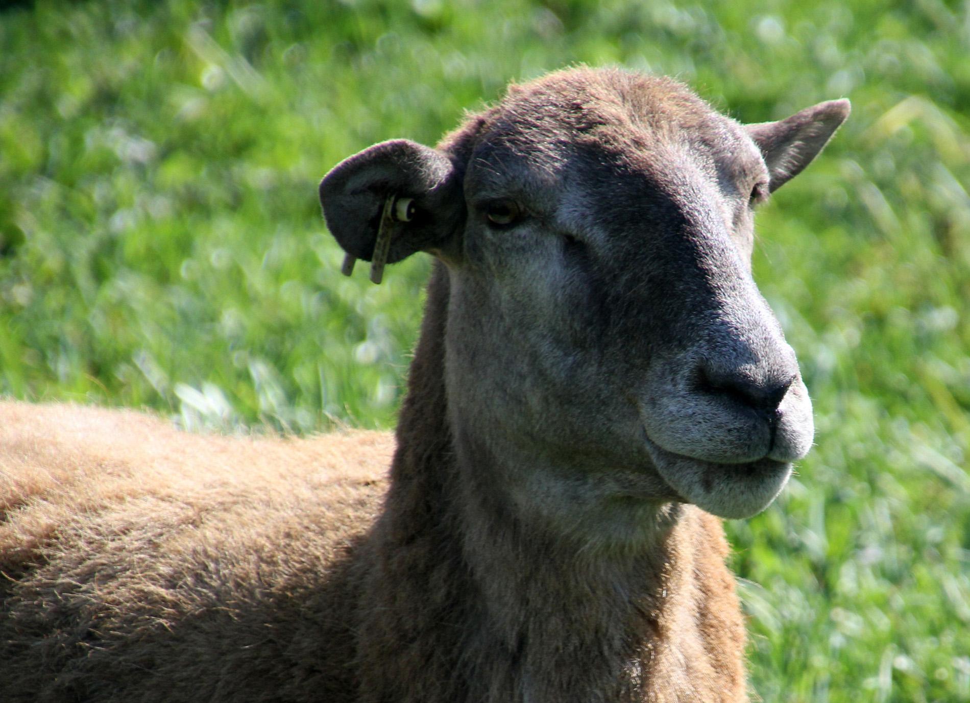 Sheep and Goats | University of Maryland Extension