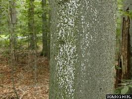Beech Bark Disease | University of Maryland Extension