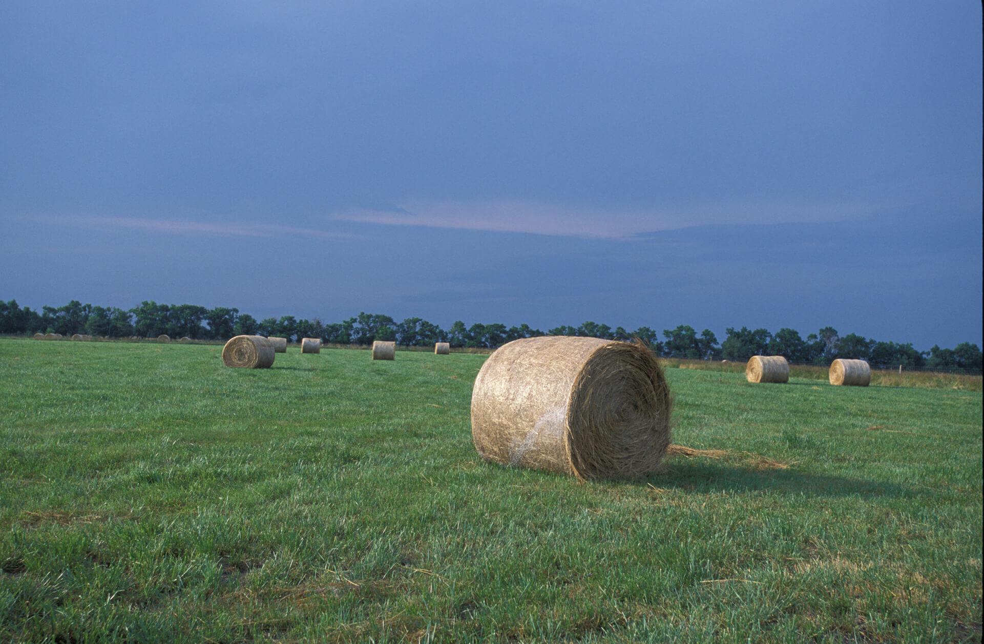 Pastures and Forages Beginning Farmer Resources | University of ...