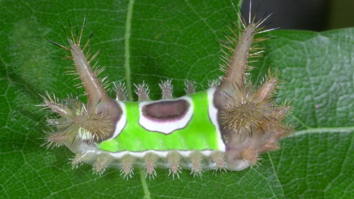 Stinging Caterpillars on Shrubs | University of Maryland Extension