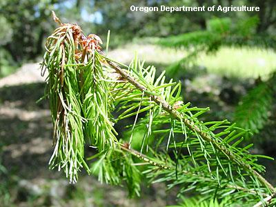 Sudden Oak Death/Ramorum blight | University of Maryland Extension