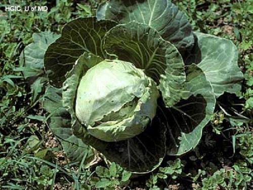 Cracking of Vegetables | University of Maryland Extension