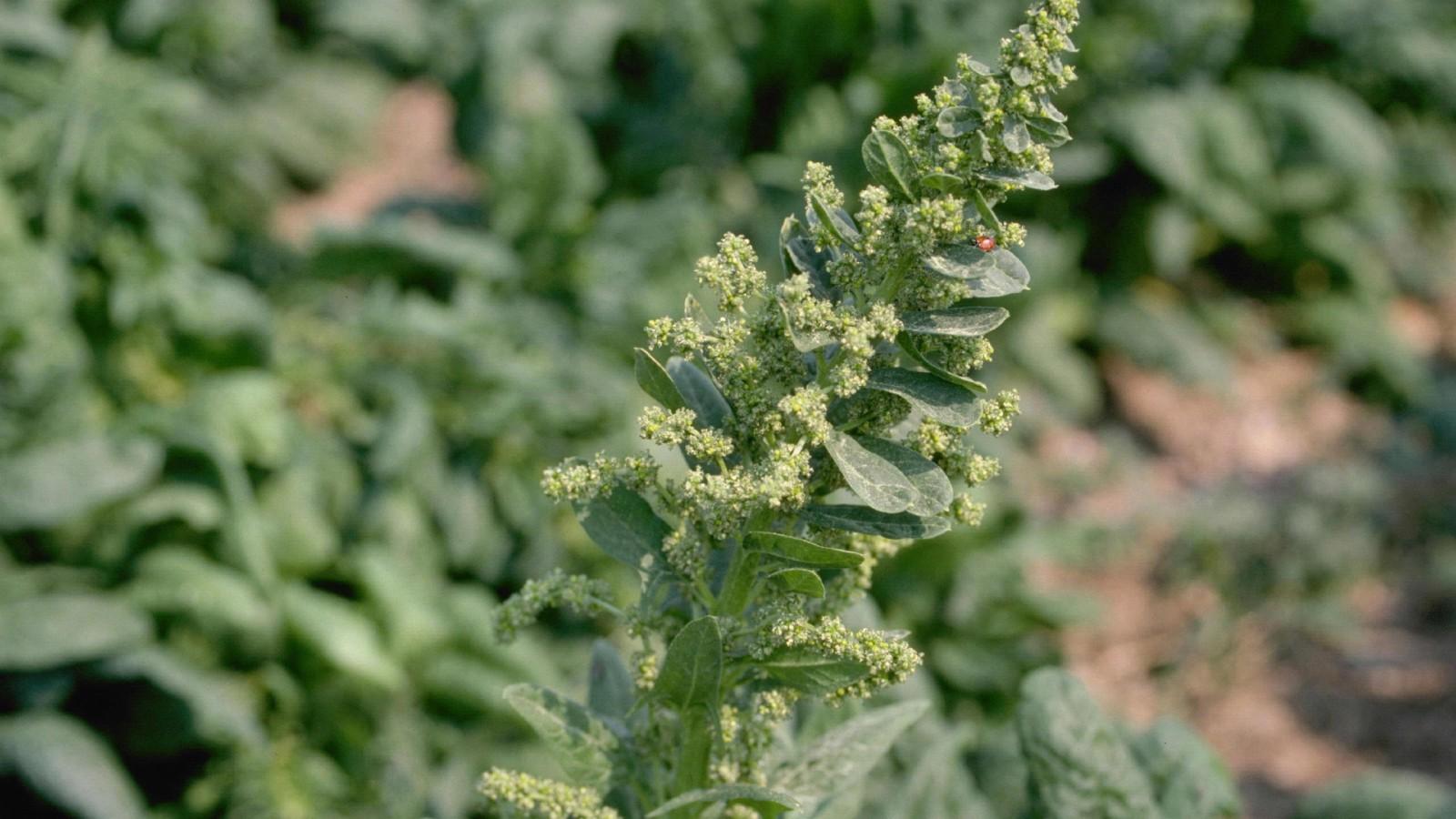 Flower Stalks Form or Bolting of Vegetables | University of Maryland ...