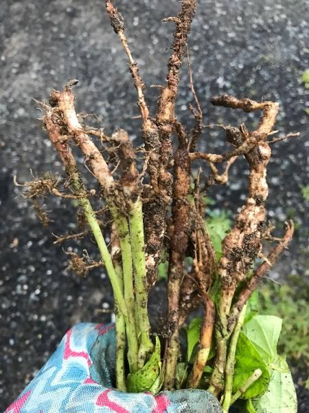 Root Knot Nematodes on Vegetables | University of Maryland Extension