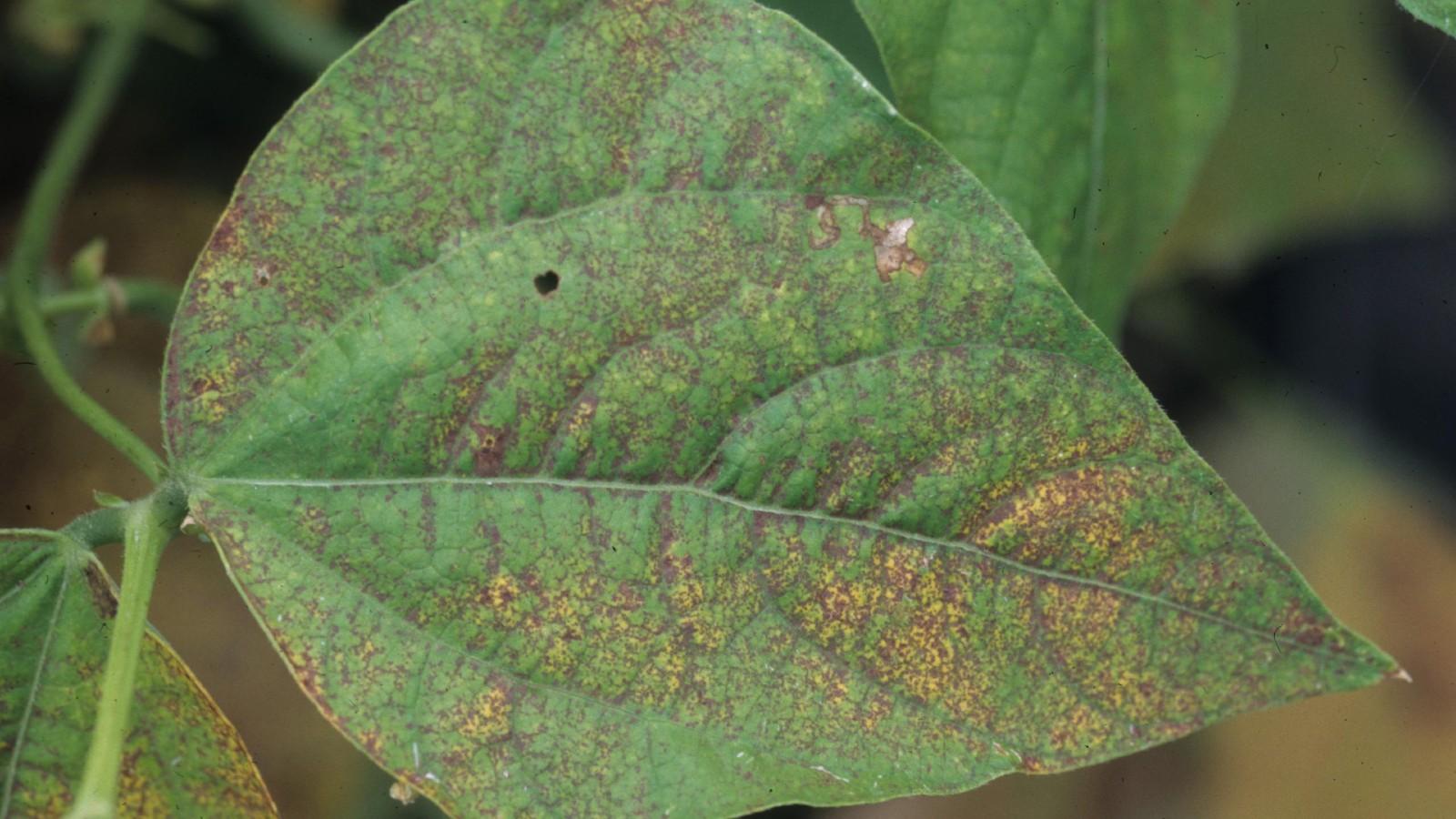Air Pollution Damage on Vegetables | University of Maryland Extension
