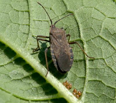 Squash Bug on Vegetables | University of Maryland Extension
