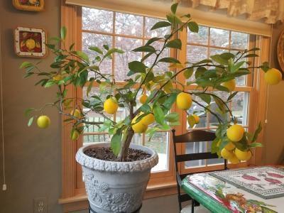 Growing Dwarf Citrus | University of Maryland Extension