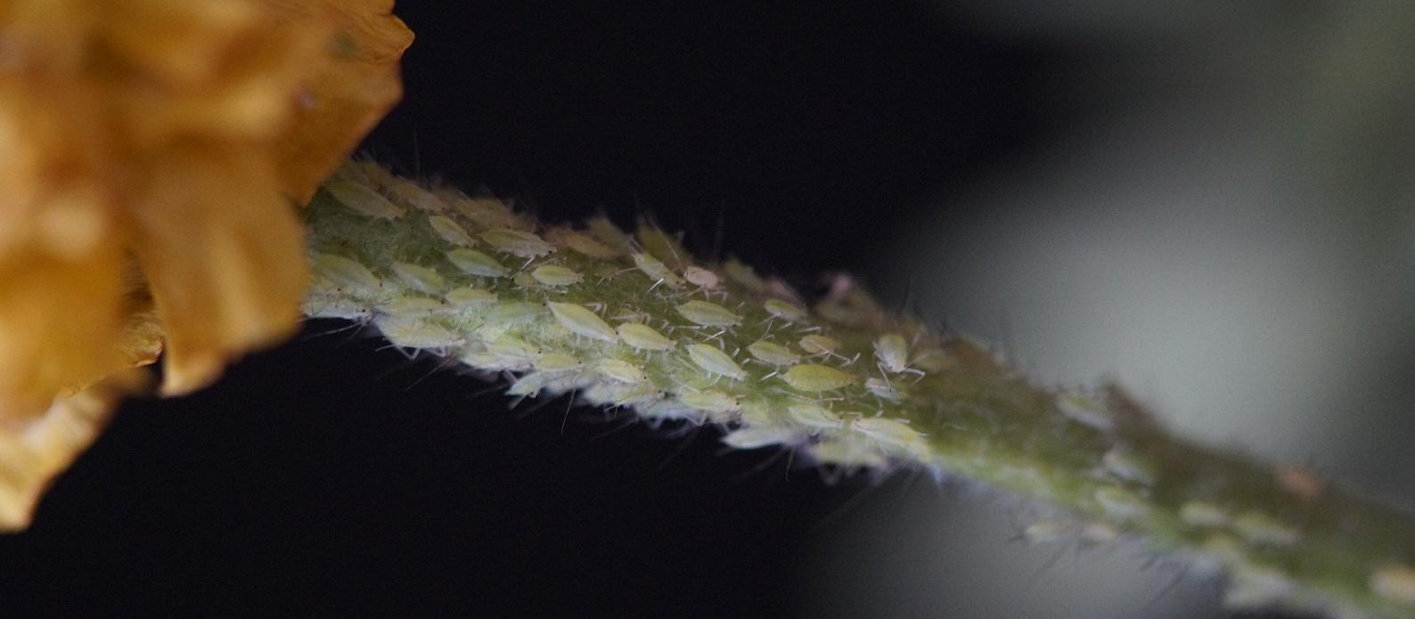Aphids on Indoor Plants | University of Maryland Extension