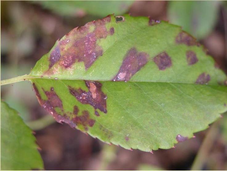 Downy Mildew on Flowers | University of Maryland Extension