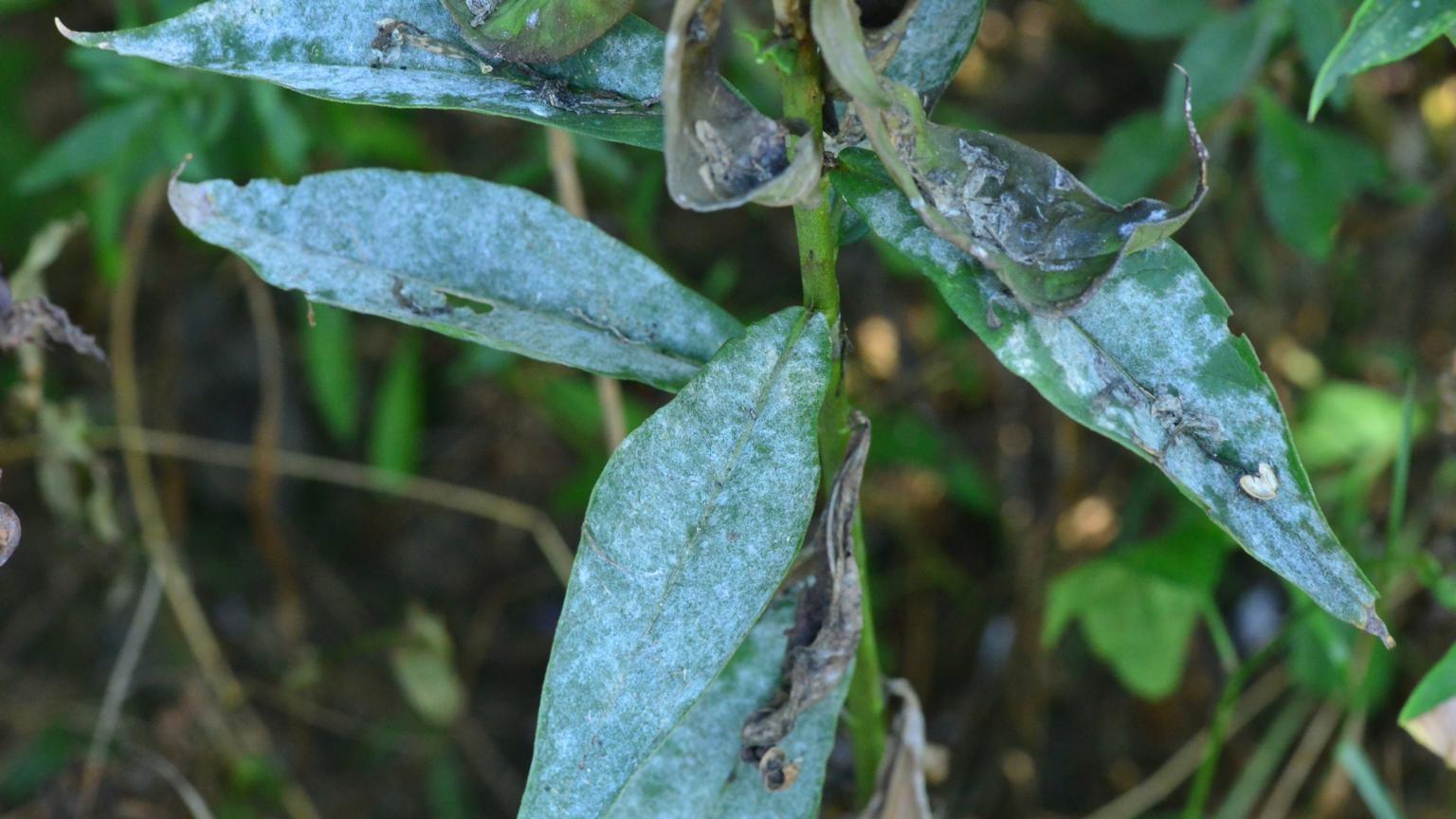 Fungal Leaf Spot Disease on Flowers | University of Maryland Extension