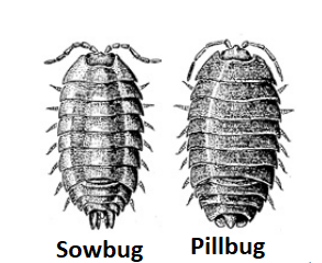 Pillbugs and Sowbugs | University of Maryland Extension