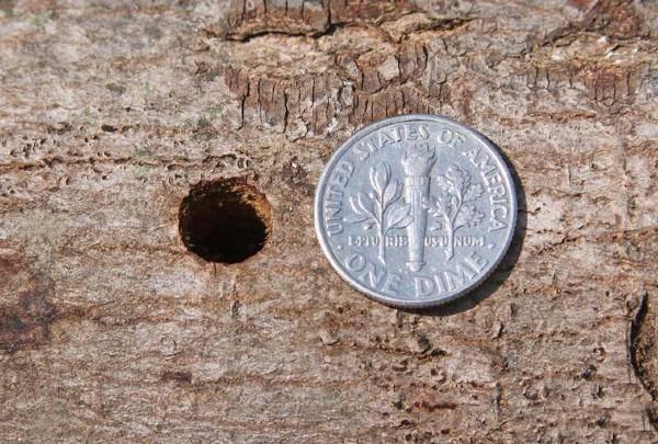 Asian Longhorned Beetle | University of Maryland Extension