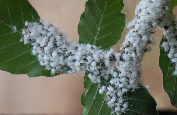 Woolly Aphids on Trees | University of Maryland Extension