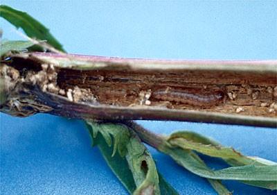 Borer Insects on Flowers | University of Maryland Extension