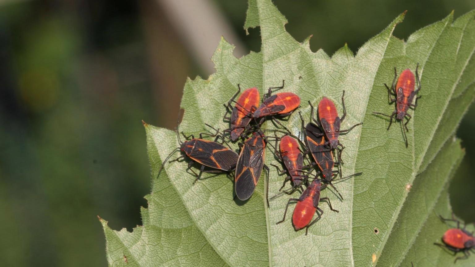 Boxelder Bugs | University of Maryland Extension